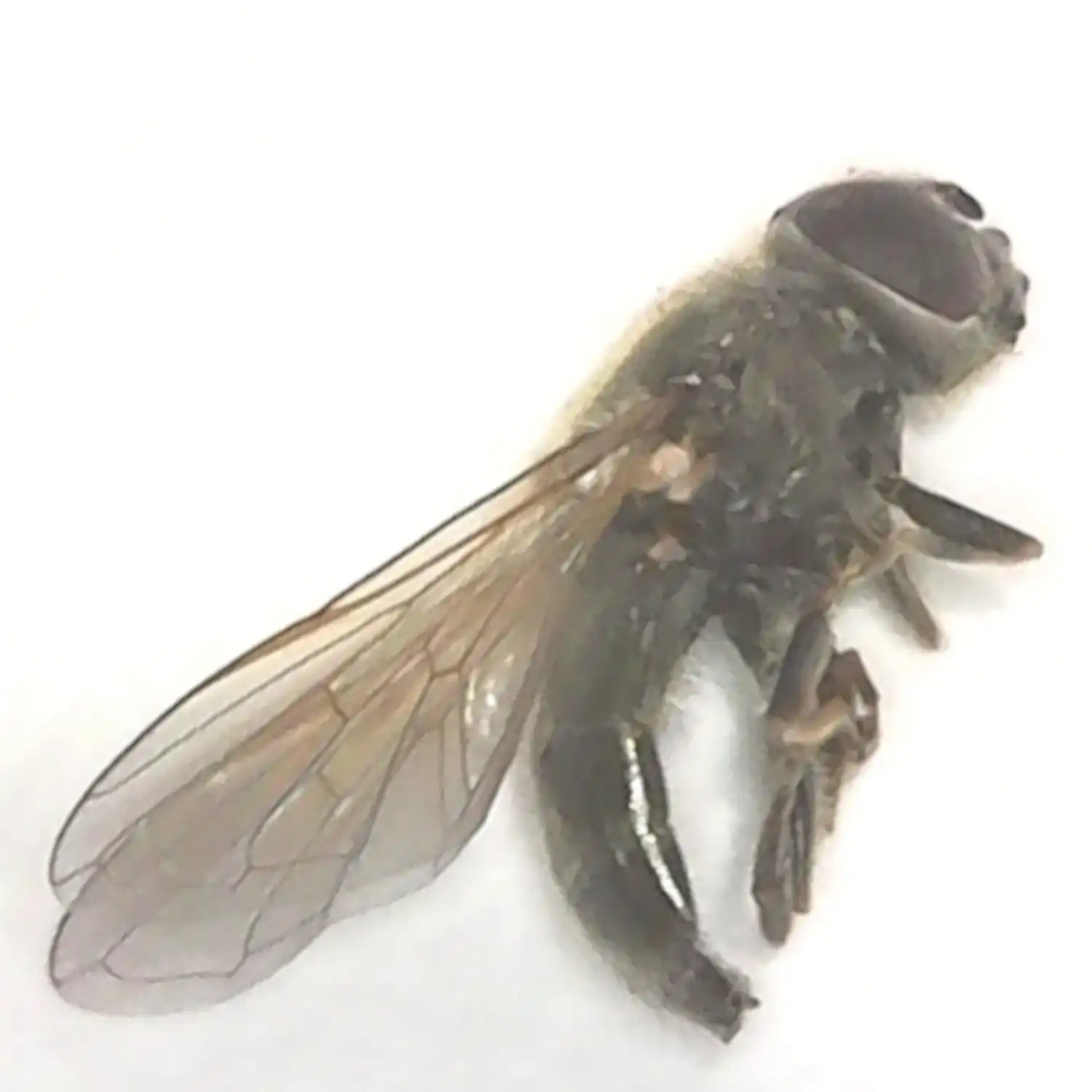 Syrphid Fly - Insects4Sale.com