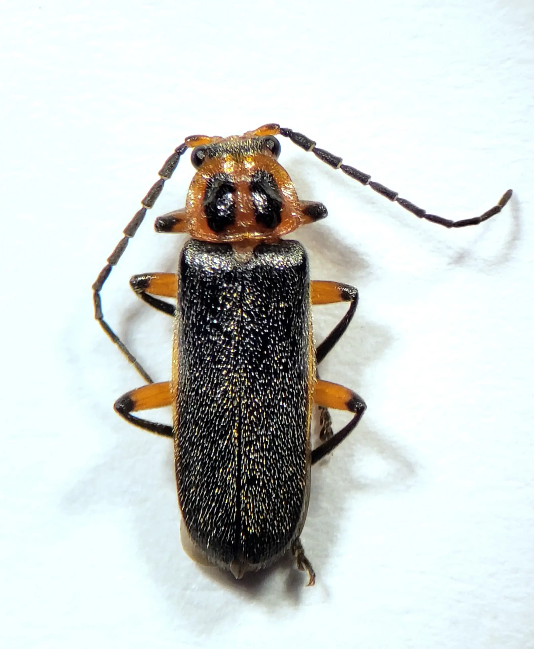 Soldier Beetle - Insects4Sale.com