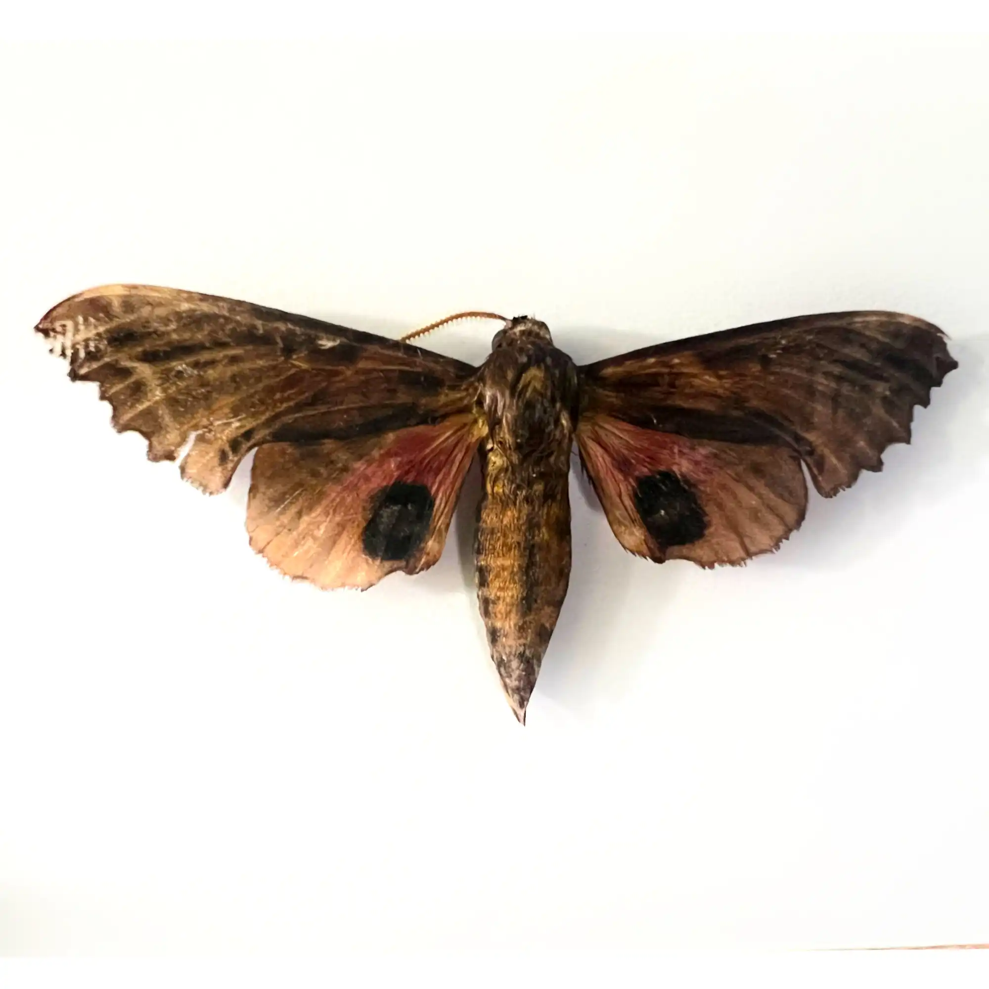 One-eyed Sphinx - Insects4Sale.com