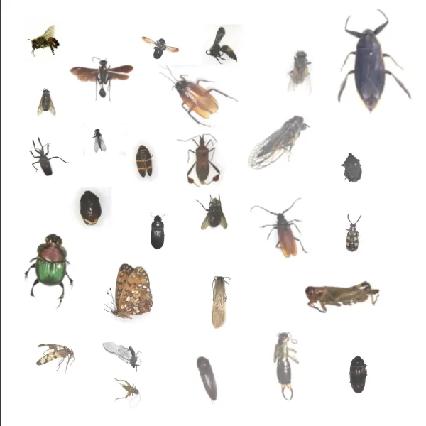 Customized to State Collection : 30 insect Kit - Insects4Sale.com