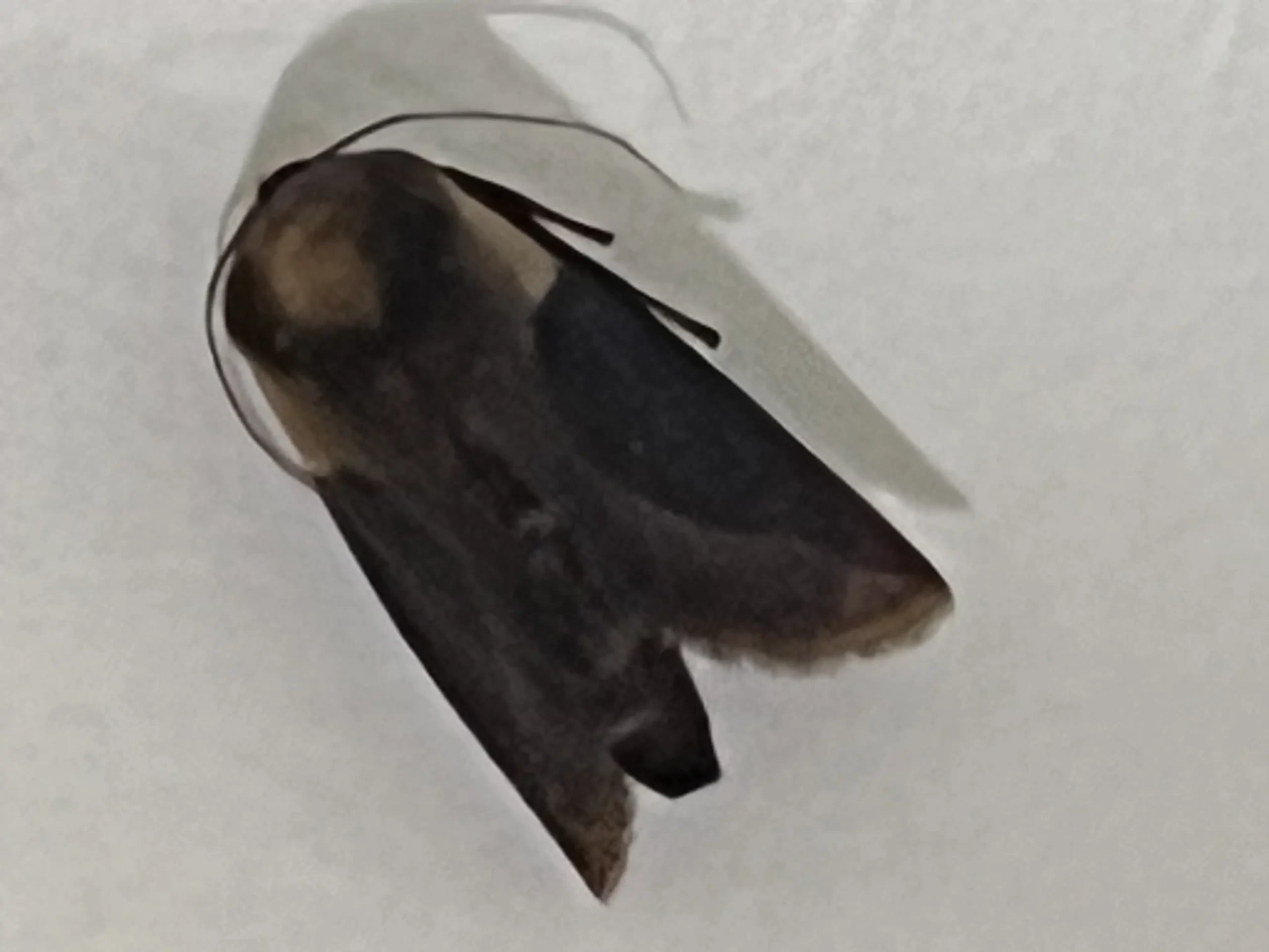 Saddleback caterpillar Moth - Insects4Sale.com