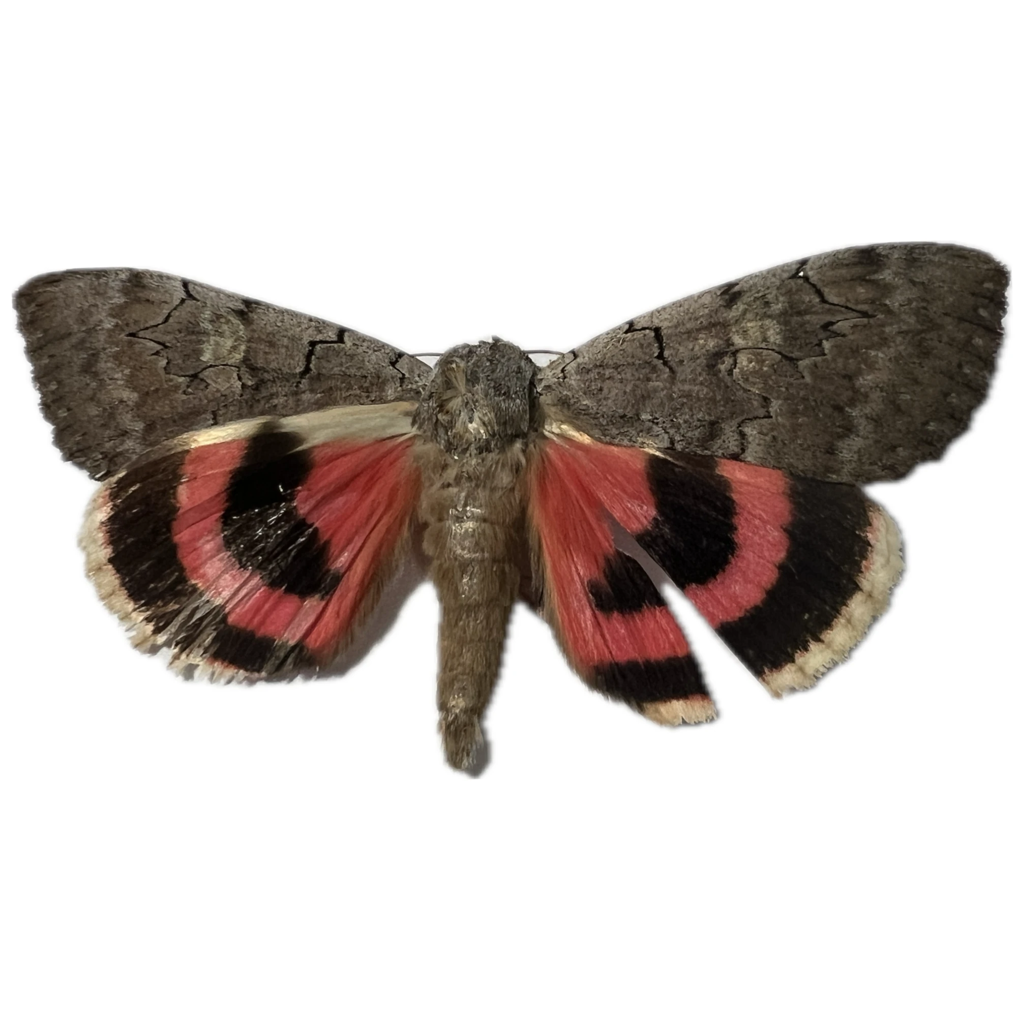 Semirelict Underwing Moth (damaged) - Insects4Sale.com