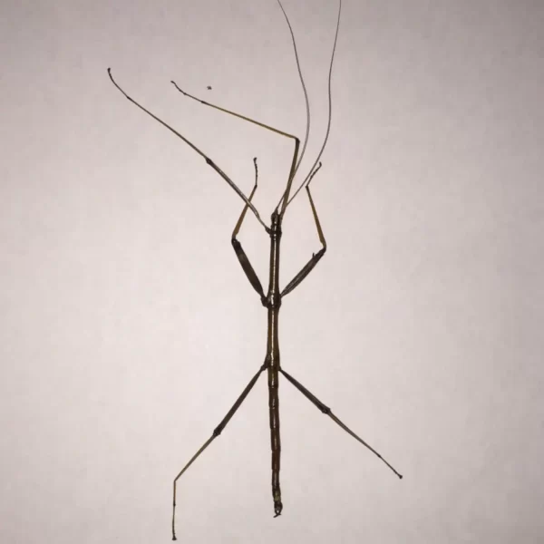 Northern WalkingstickNorthern Walkingstick - Dead Specimen ...