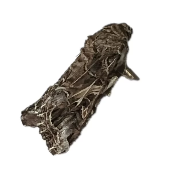 Yellow-striped Armyworm Moth (Spodoptera ornithogalli) - Dried Specimen