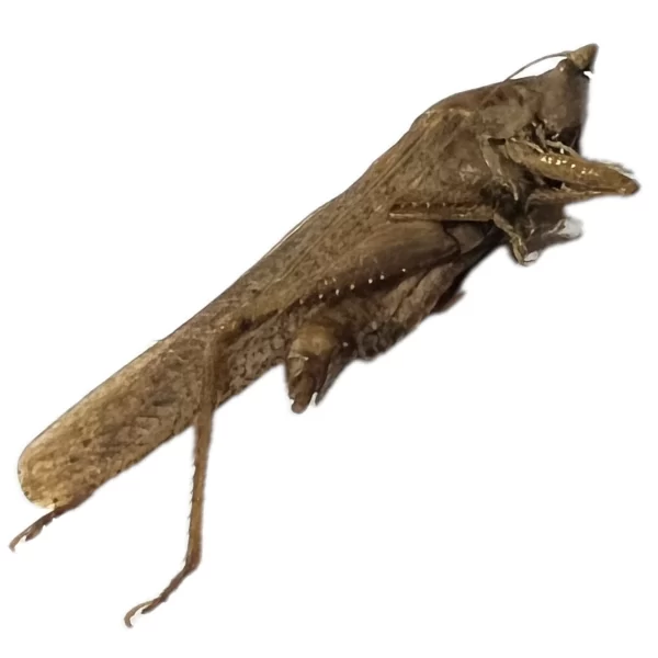 Hook-faced Conehead - Insects4Sale.com