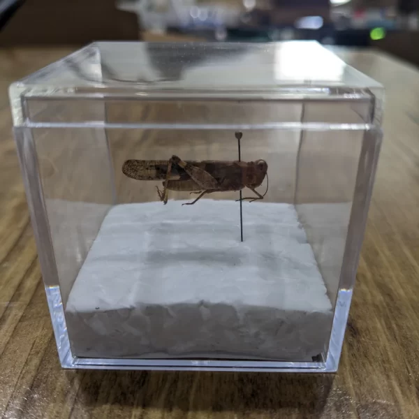 Grasshopper Study Cube - Insects4Sale.com