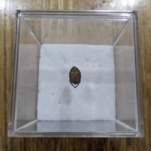 Japanese Beetle Study Cube - Insects4Sale.com