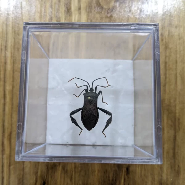 Leaf-footed Bug Study Cube - Insects4Sale.com